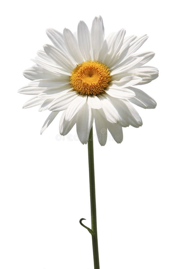One Daisy Isolated on a White Background Stock Photo - Image of meadow ...