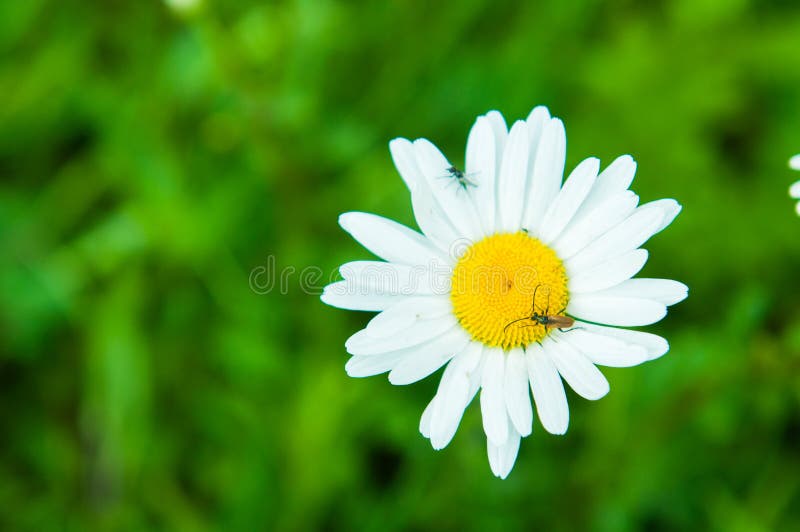 One Daisy in a Large Field Blurred Stock Photo - Image of flower ...