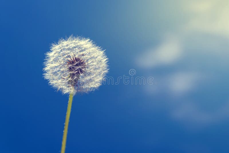 One Dandelion on a Background of Blue Sky and White Clouds Stock Image ...