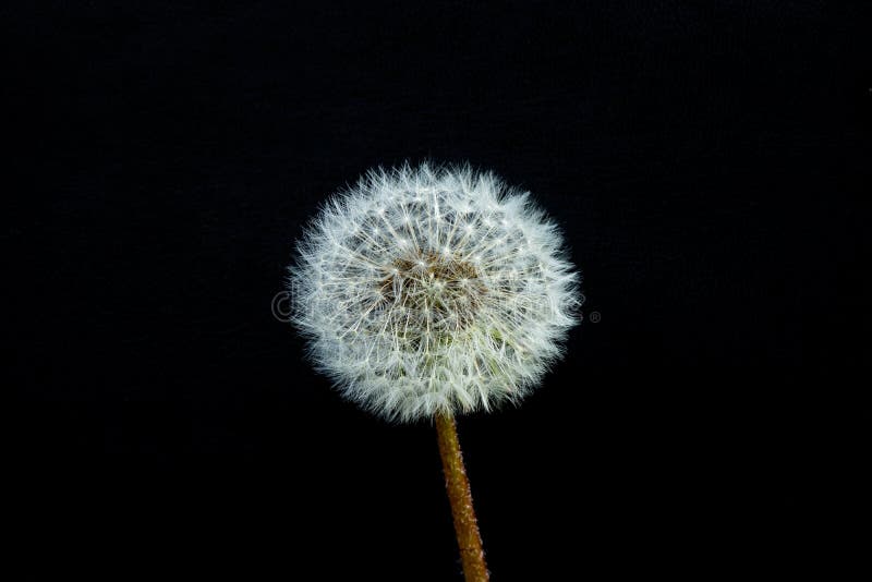One Dandelion on a Black Background Close-up Stock Photo - Image of ...