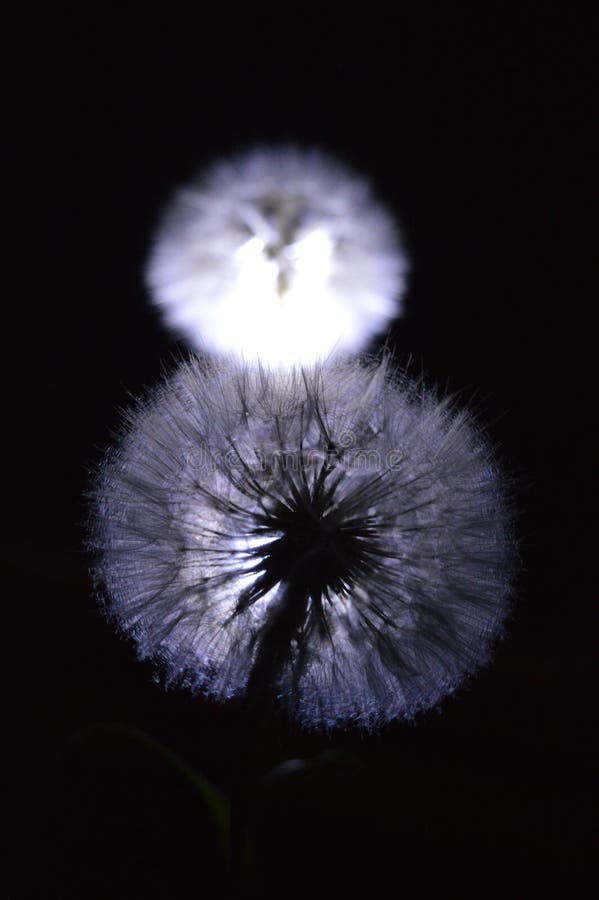 Dandelion lit at night stock image. Image of night, dandelion - 117057049