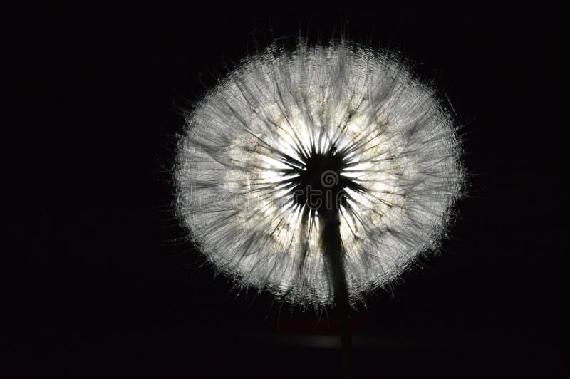 Dandelion lit at night stock image. Image of dandelion - 117057113