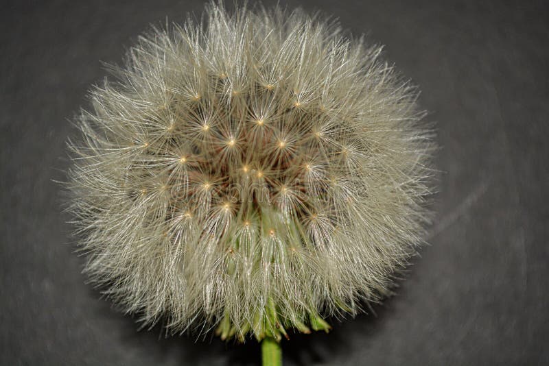 One Dandelion in Our Front Yard Stock Image - Image of front, daytime ...