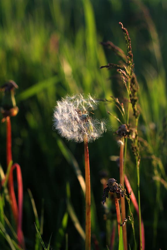 One dandelion. stock image. Image of summer, seeds, light - 94828019