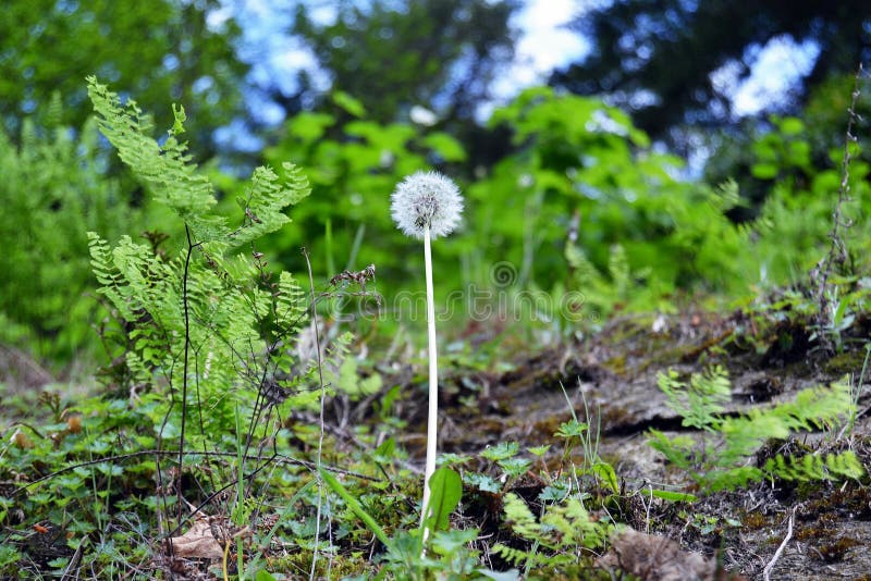 One dandelion stock photo. Image of flower, plant, alone - 75704470