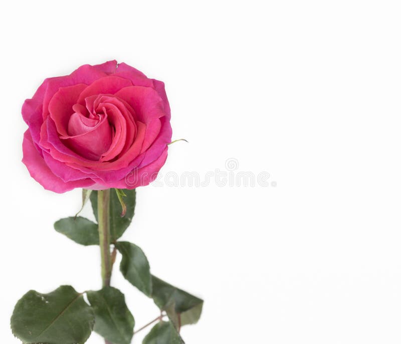 One Dark Pink Rose on the Left Side Stock Image - Image of right, clear ...
