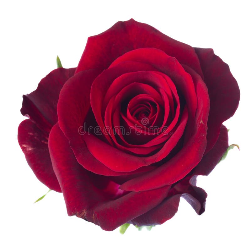 Red Rose Flower stock photo. Image of center, natural - 3501860