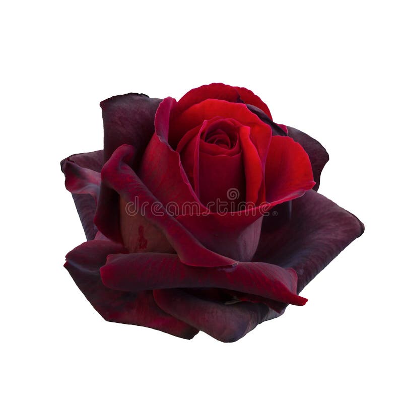 1,153 One Dark Red Rose Isolated White Stock Photos - Free & Royalty ...