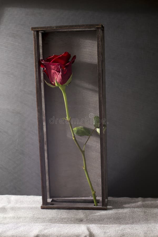 The One Dark Red Rose Stand in a Wooden Box Stock Photo - Image of ...