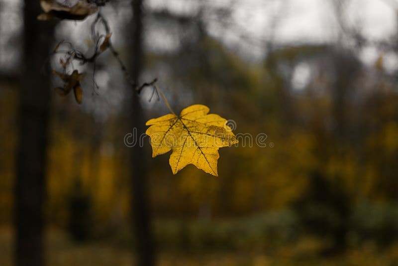 One Dark Yellow Leaf on Tree Branch. Leaves is Falling in Fall Stock ...