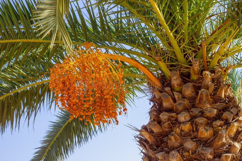One date palm stock photo. Image of climate, blue, nature - 30680504