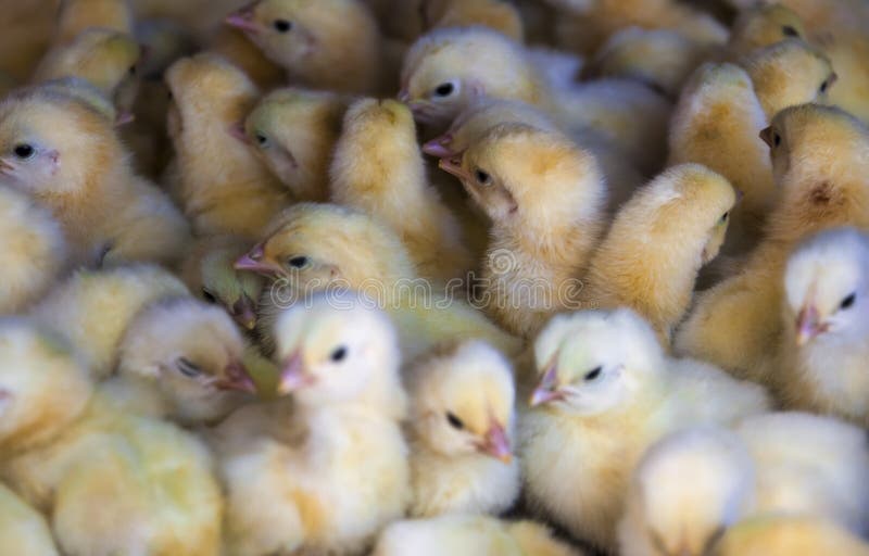 One day chicken stock image. Image of small, agricultural - 269254393