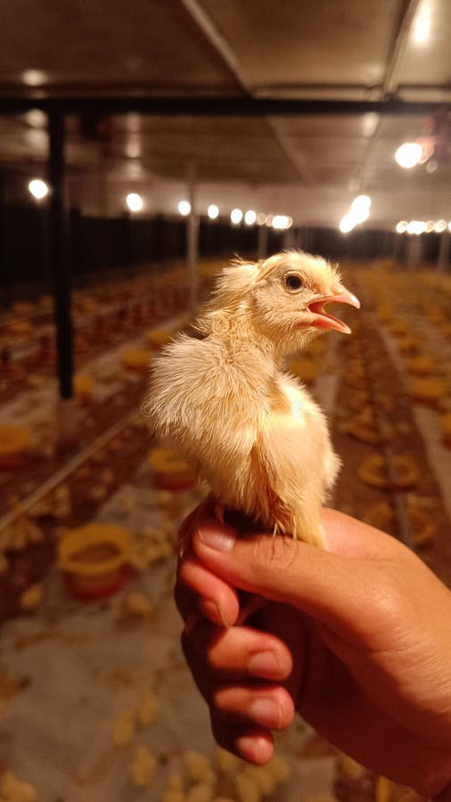 One Day Old Broiler Chicks Stock Photos - Free & Royalty-Free Stock ...