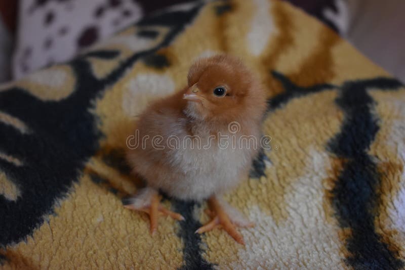 One Day Old Chicken stock photo. Image of baby, cute - 118093588