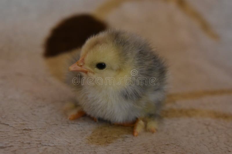 One Day Old Chicken stock image. Image of baby, cute - 118093979