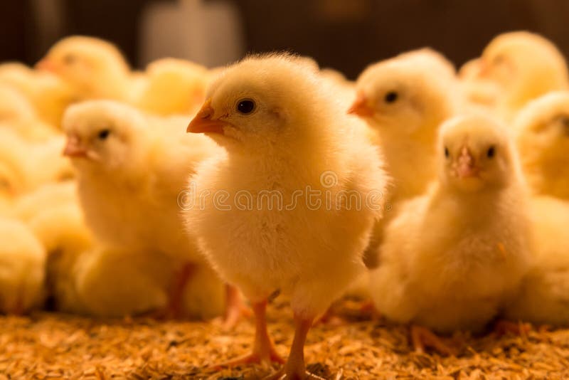 Baby Chickens stock image. Image of fluffy, week, young - 19791491