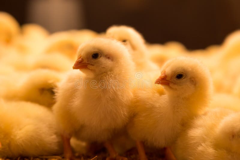 One day old chickens stock image. Image of food, industry - 64495133