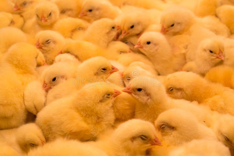 One day old chickens stock photo. Image of baby, chicks - 64495060