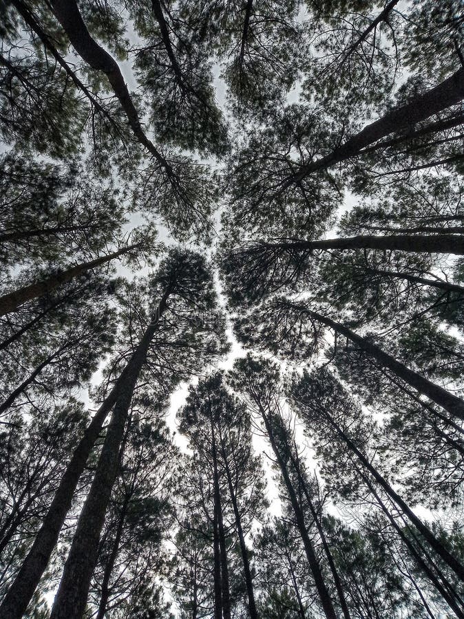 One Day at Pinus Forest, Jogjakarta Stock Image - Image of pinus, trip ...