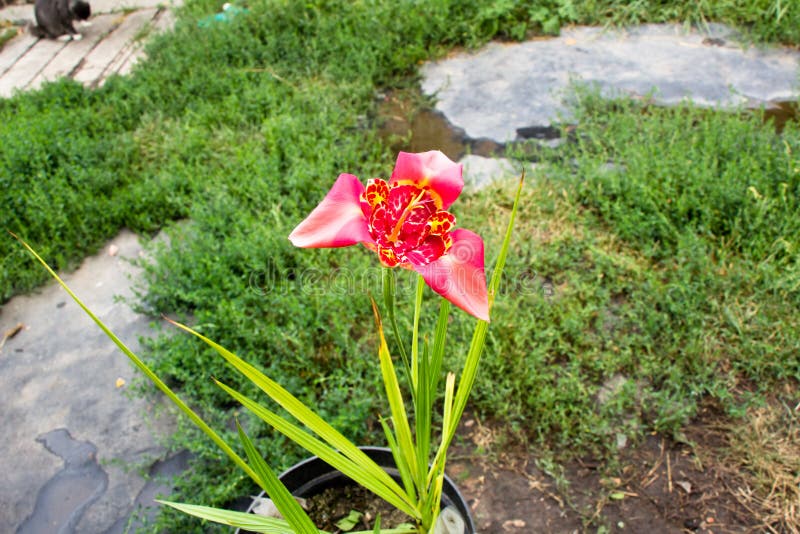 One Day a Tigridia Flower Blooms a Tigridia Flower in a Flowerpot Stock ...