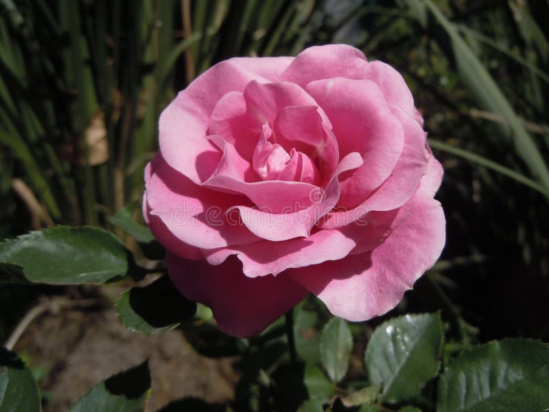 Generic Beautiful Pink Flower in Sunny Day Stock Photo - Image of ... Generic Beautiful Pink Flower in Sunny Day Stock Photo - Image of ...