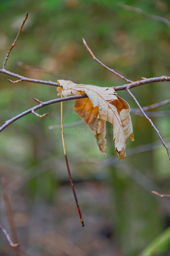 One Dead Leave Hanging on the Tree Stock Photo - Image of backgrounds ...