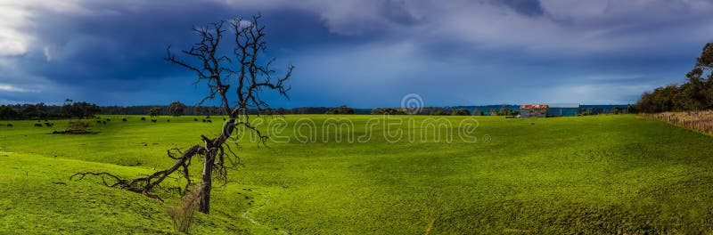 One Dead Tree in Green Grass Field with Rain Cloud Stock Image - Image ...