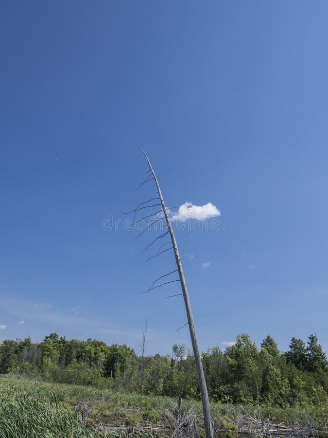 One Dead Tree Still Standing. Stock Photo - Image of summer, trees ...