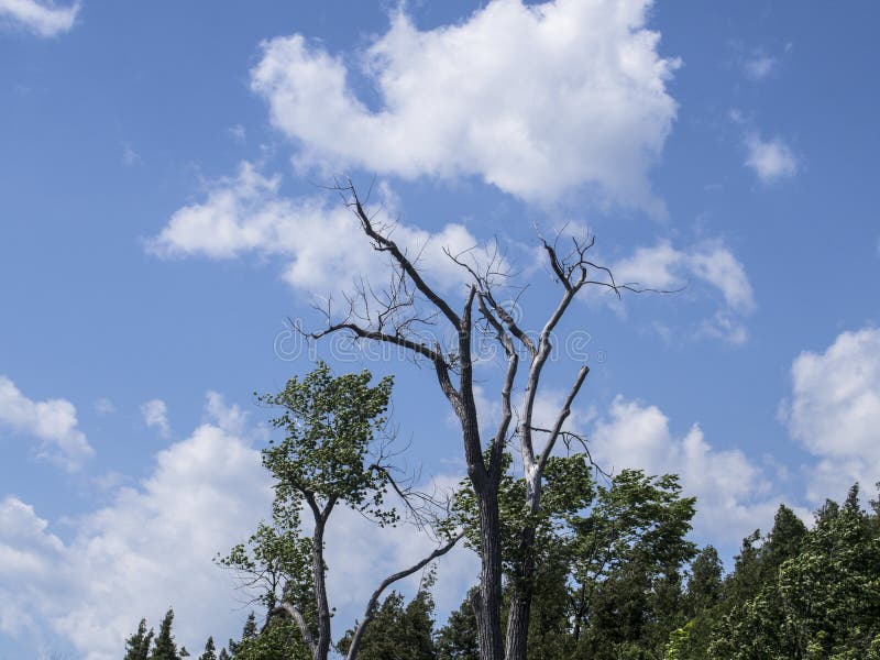 One Dead Tree Still Standing. Stock Image - Image of trees, summer ... One Dead Tree Still Standing. Stock Image - Image of trees, summer ...