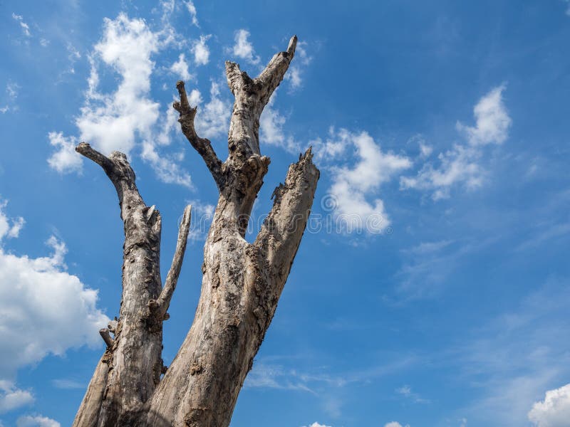 One Dead Tree with Wonderful Sk Stock Image - Image of climate, alone ...