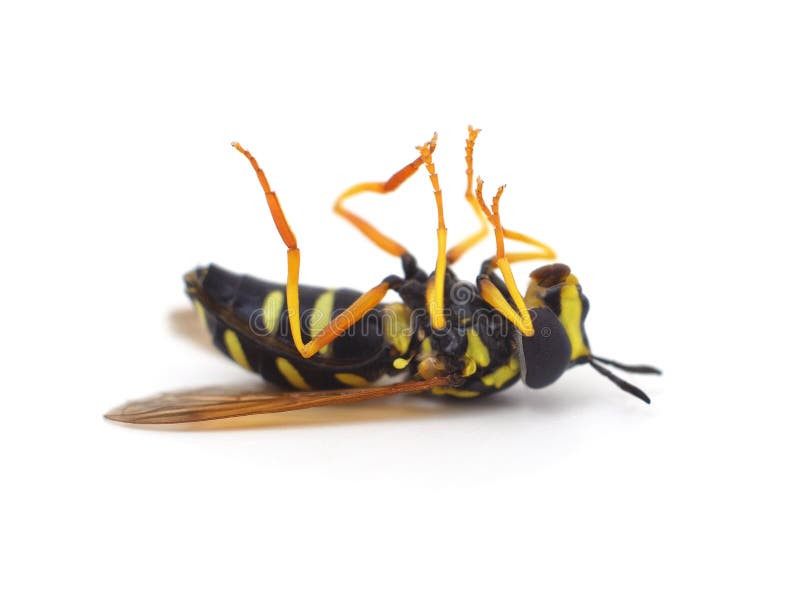 One dead wasp stock image. Image of small, japan, danger - 255984933