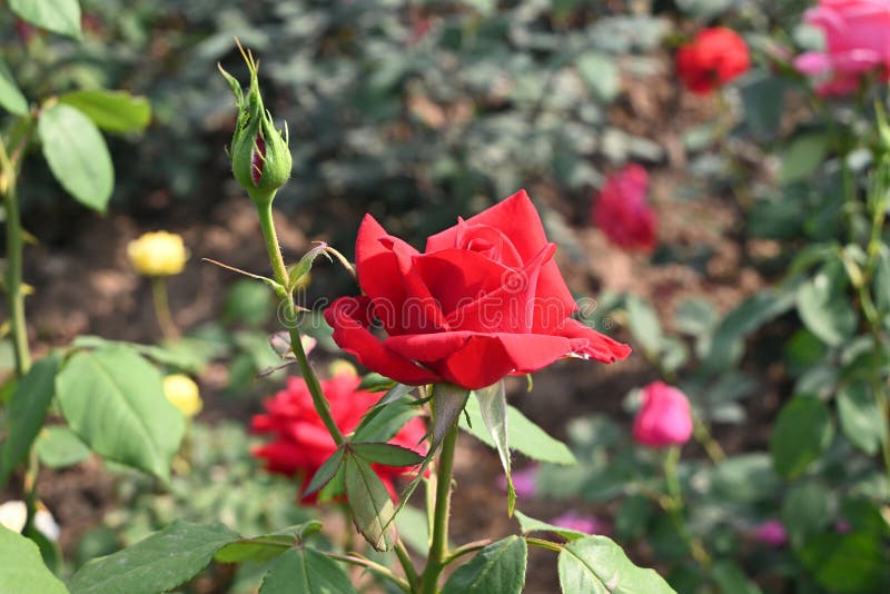 One Deep Red Rose Blossom with a Bud Stock Photo - Image of plant ...