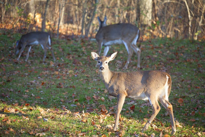 One deer close stock photo. Image of animal, body, deer - 52111700