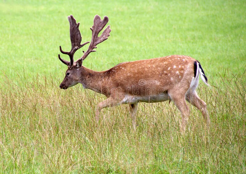 One Deer Walking through Grass Land Stock Image - Image of solo, mammal ...