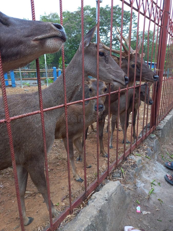 One Deer Was in Focus while Being Photographed Stock Image - Image of ...