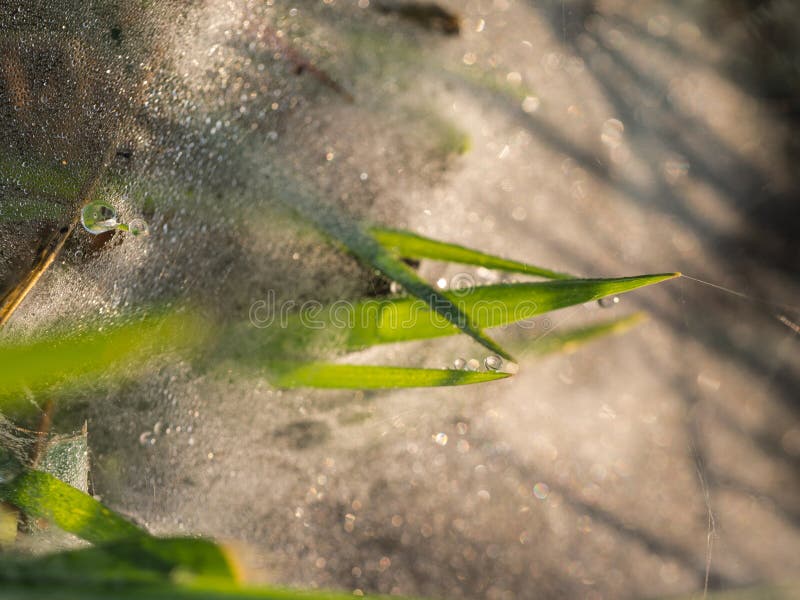 One Dew Drop of Thousands stock photo. Image of cultivation - 90014052