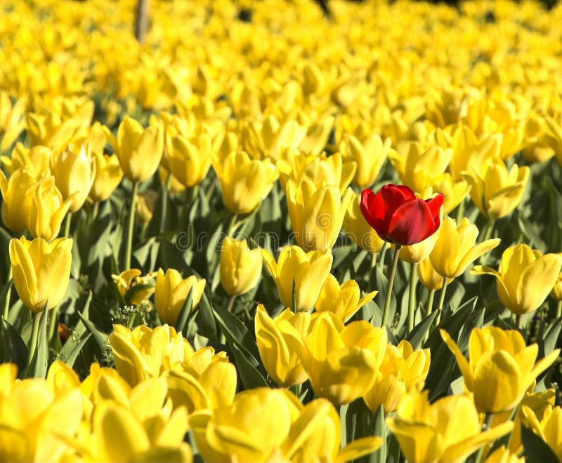 One is Different from the Others 6. Stock Photo - Image of difference ...