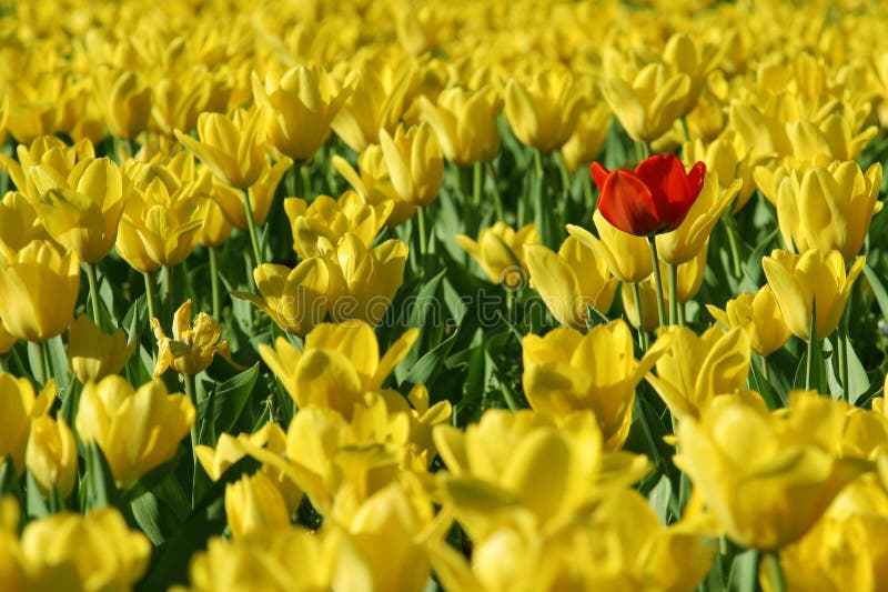 One is Different from the Others 6. Stock Photo - Image of difference ...