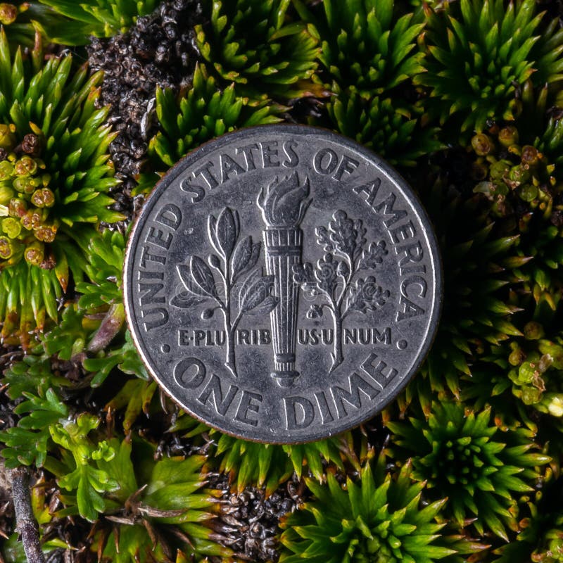 One Dime Coin of US on the Green Plants Stock Image - Image of security ...