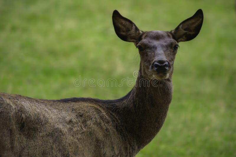 One doe in the meadow stock image. Image of daylight - 322764383