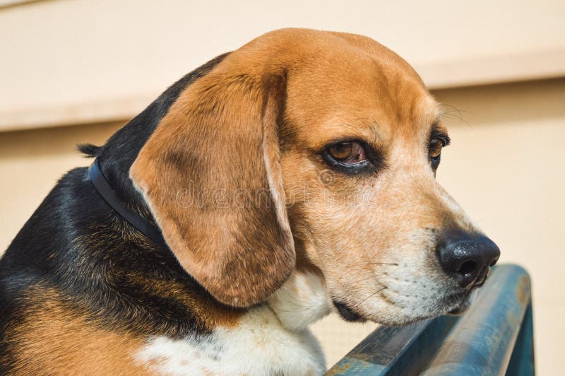 Beagle looking stock image. Image of criature, sofa - 176454413
