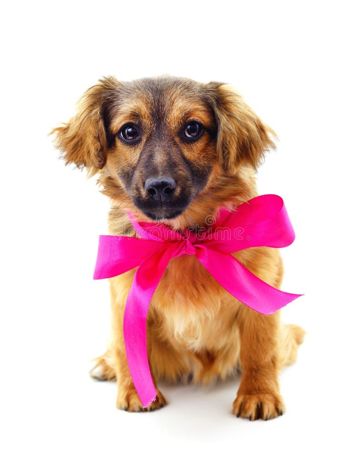 One dog with pink bow stock image. Image of look, fluffy - 179668447