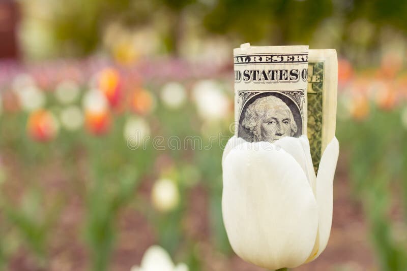 One Dollar Bill Inserted Inside a Flower Growing in a Park Stock Image ...