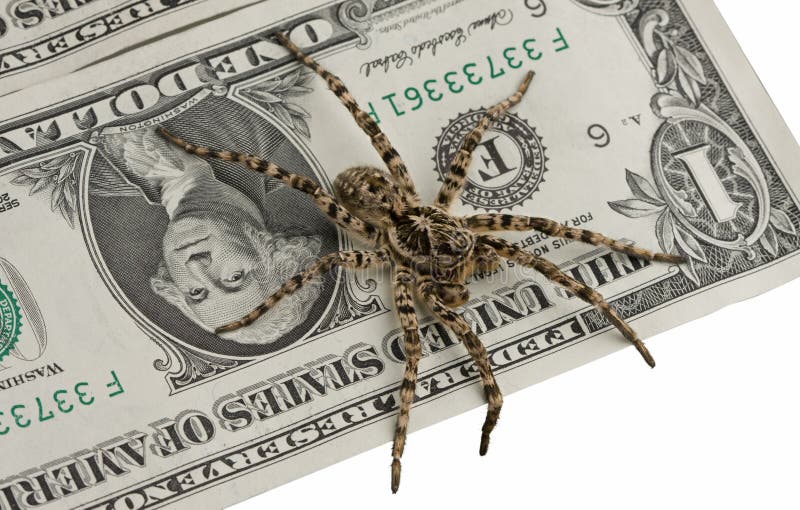Poison Spider Safeguarding Money Stock Image - Image of abstract ...