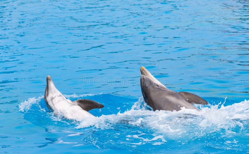 Two Bottle Nosed Dolphins Roll Around in the Water Stock Image - Image ...