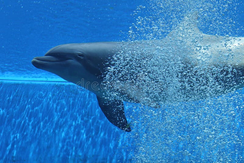 Dolphin bubbles stock image. Image of environment, marine - 32228995
