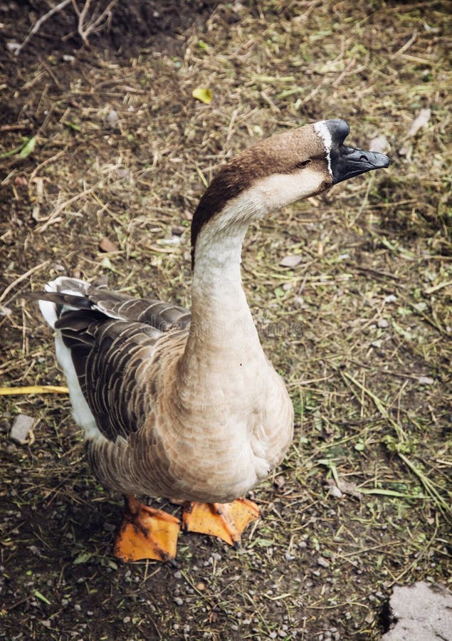 One Domestic Goose on the Farmyard Stock Image - Image of agriculture ...