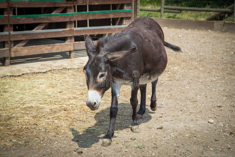 One donkey stock photo. Image of livestock, mare, brown - 36828760