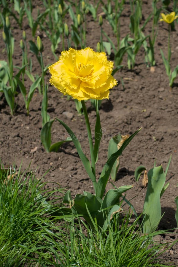 One Double Fringed Vibrant Golden Yellow Tulip Stock Image - Image of ...