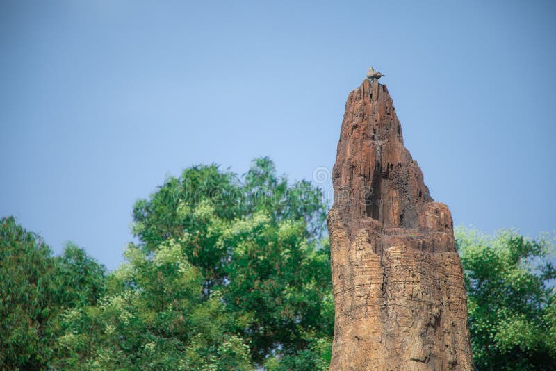 Termite Castle Stock Photos - Free & Royalty-Free Stock Photos from ...